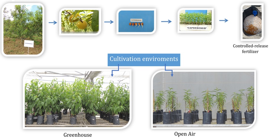 Different environments and doses of controlled-release fertilizer in ...